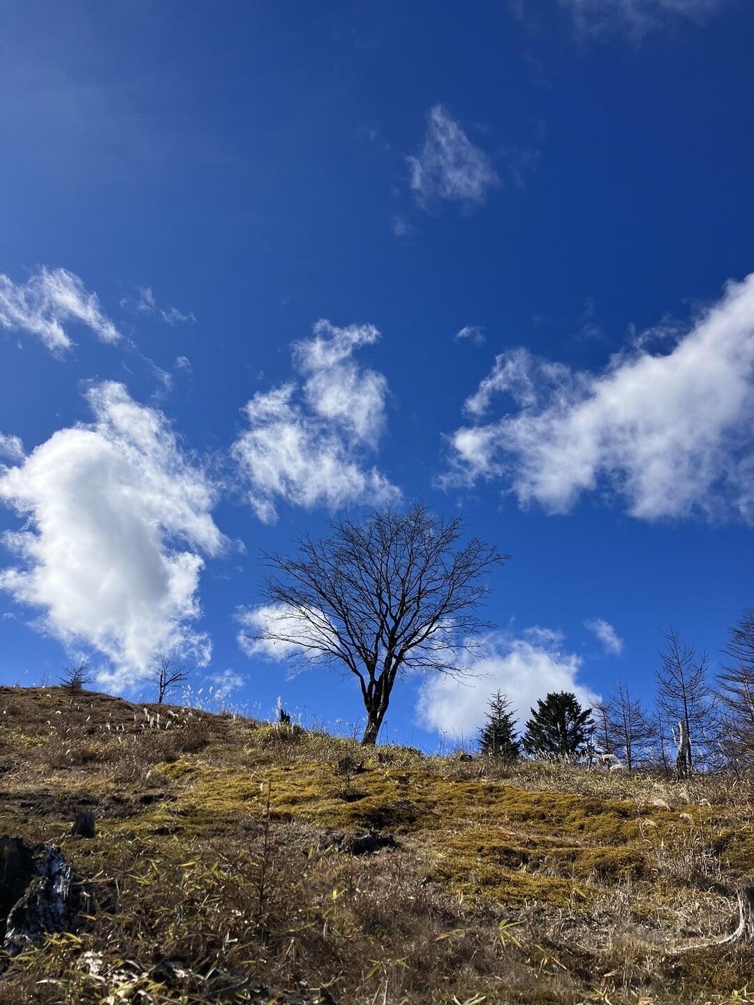 笠取山！山頂が2ヶ所⁇ / ROMIさんの和名倉山・笠取山・東仙波の活動データ | YAMAP / ヤマップ
