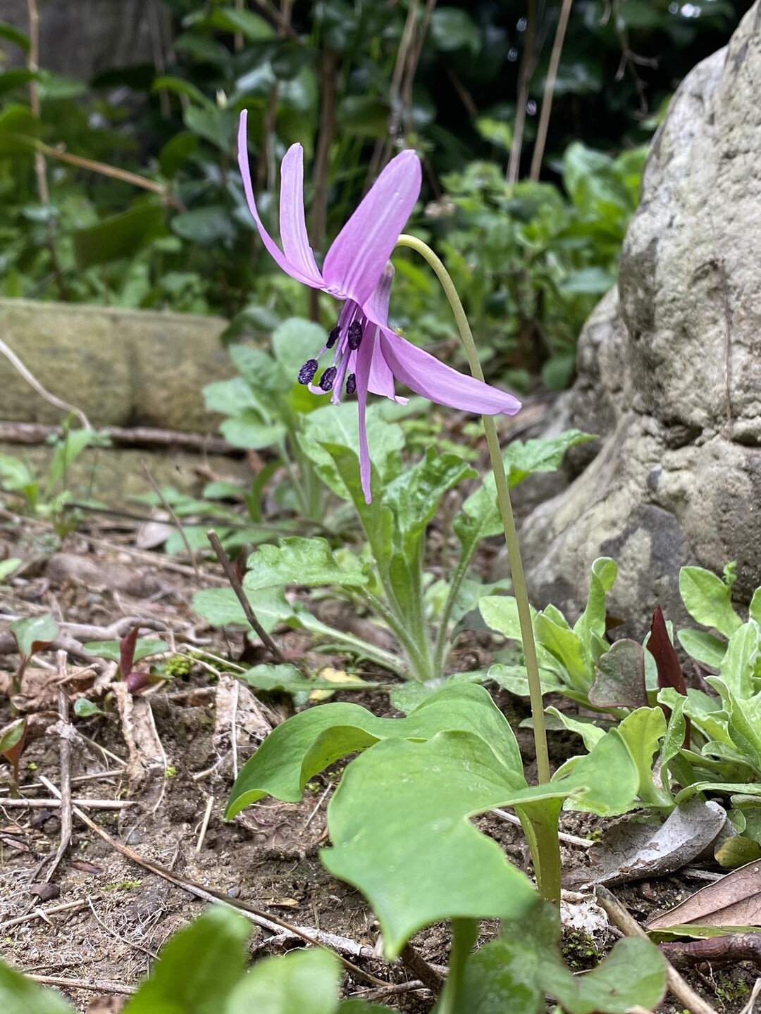 かたかごの花。なんと実家の庭にひっそりと... / kazさんのモーメント | YAMAP / ヤマップ