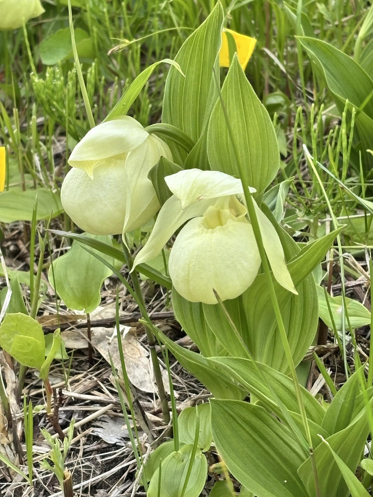 礼文島 定期観光バス 自由に歩けないなら... / ayaさんのモーメント | YAMAP / ヤマップ