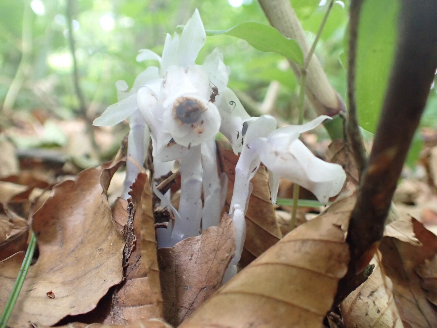 泉ヶ岳 表コース / niceageさんの船形山（御所山）・泉ヶ岳・蛇ヶ岳の活動データ | YAMAP / ヤマップ