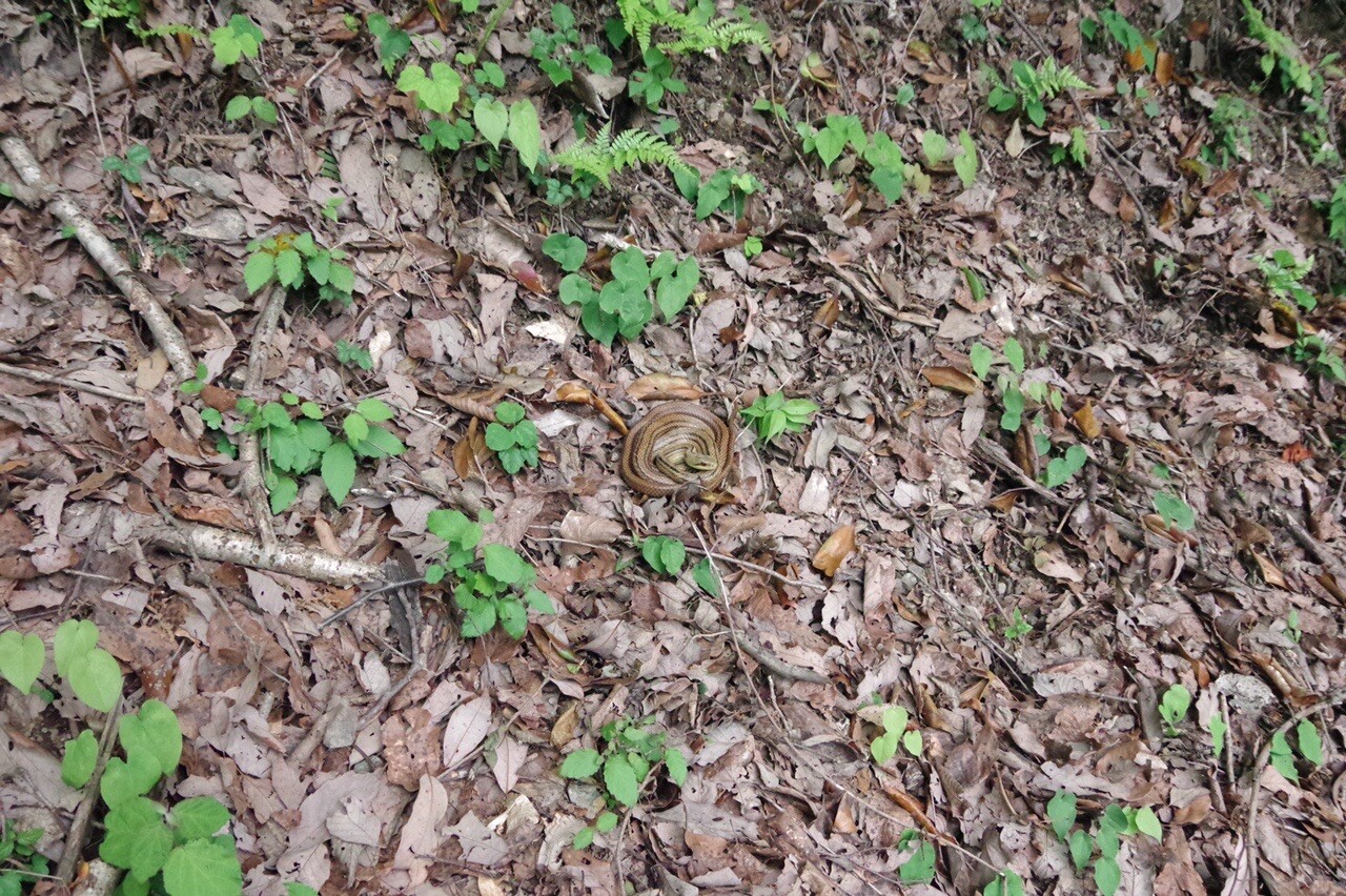 【閲覧注意 (遅いかw) 】 昨日の鍋倉... / コウシュさんのモーメント | YAMAP / ヤマップ