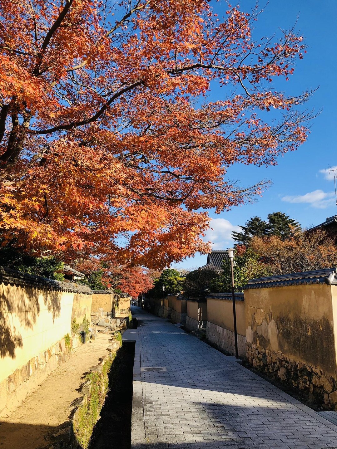 覚苑寺 - 功山寺 / Ascaさんの勝山・四王司山の活動データ | YAMAP / ヤマップ