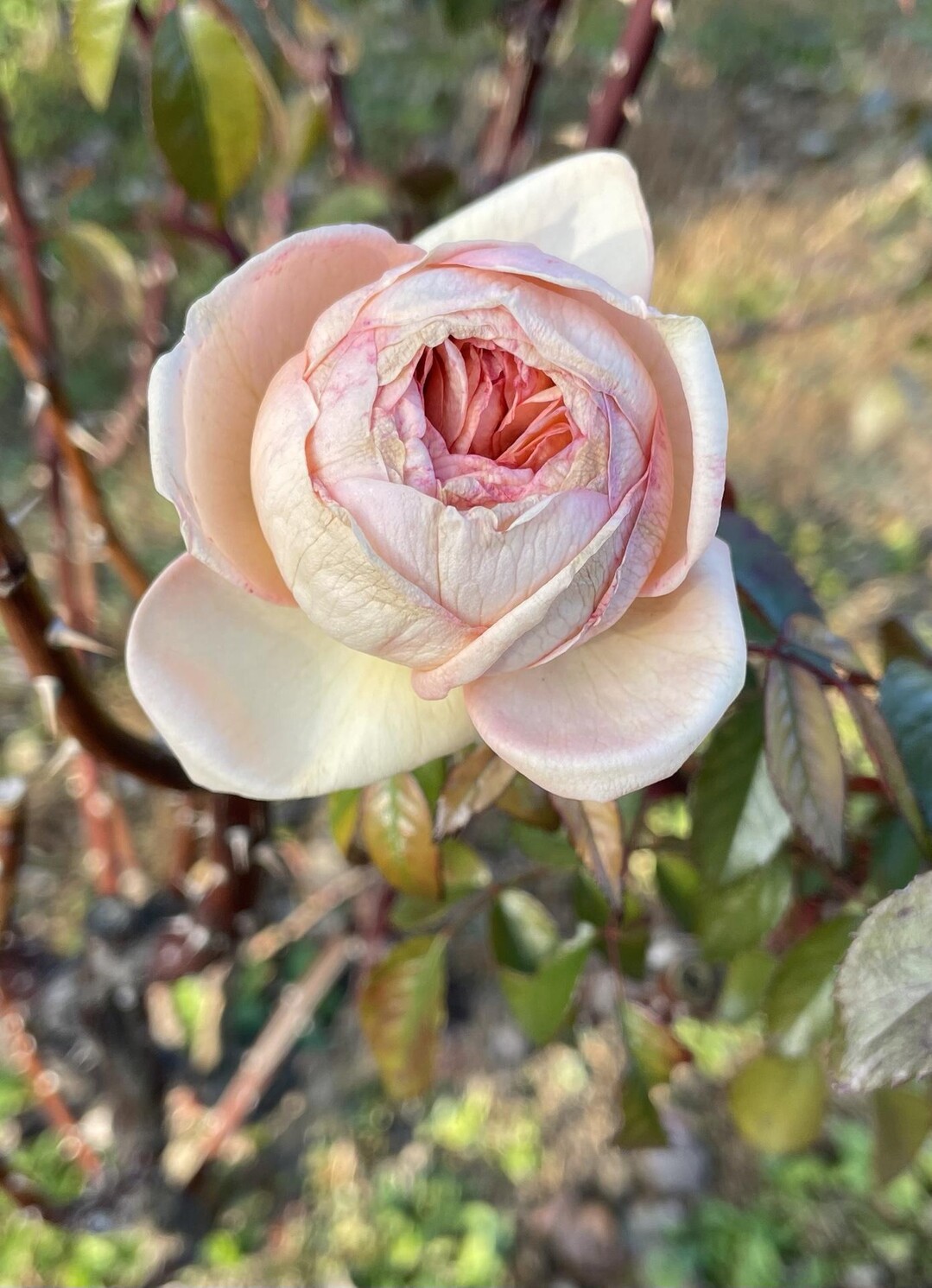 智光山公園薔薇園 最後の薔薇達🌹 氷点... / ken-3さんのモーメント | YAMAP / ヤマップ