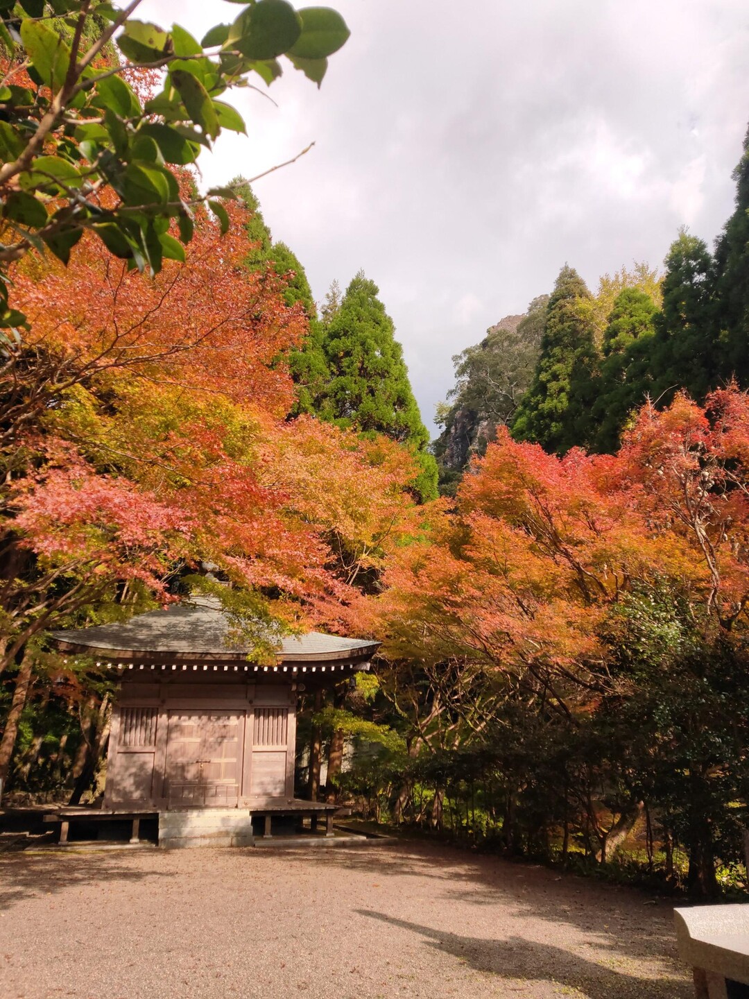冠岳-紅葉散歩 / chika さんの冠岳の活動データ | YAMAP / ヤマップ