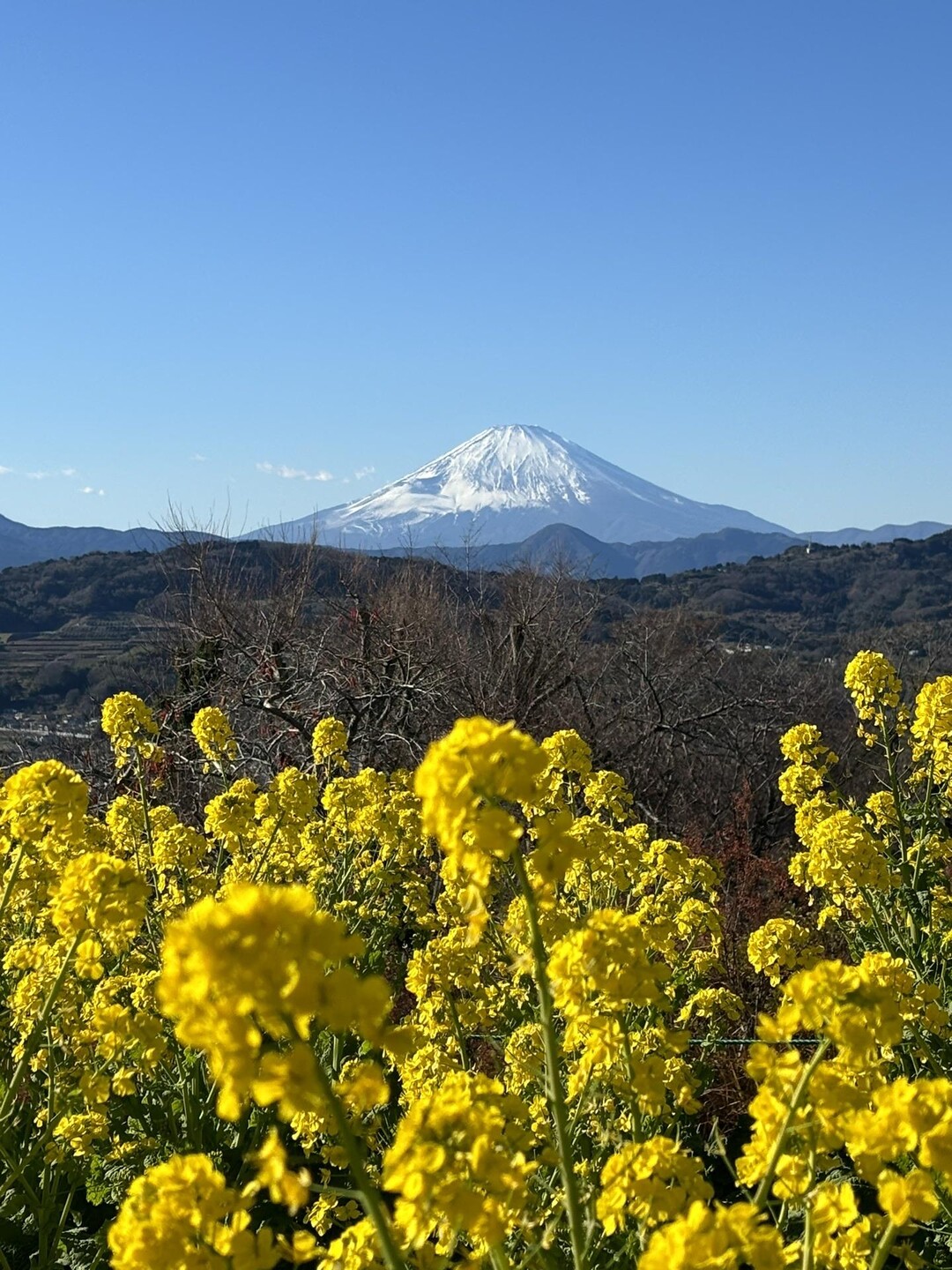 吾妻山 〜菜の花と富士山〜 / PIROさんの高麗山・湘南平・鷹取山の活動データ | YAMAP / ヤマップ