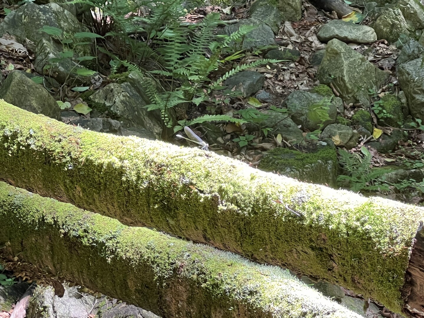 蜻蛉 / Yさんのモーメント | YAMAP / ヤマップ