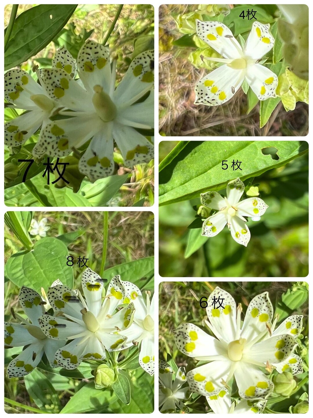 念願の入笠湿原へ / keiさんの入笠山の活動データ | YAMAP / ヤマップ