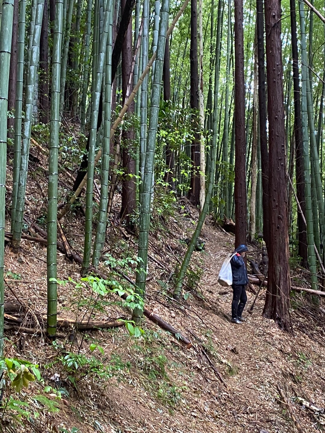 初めてのタケノコ掘り 沢山掘れ、沢山食べ... / y☆shiさんのモーメント | YAMAP / ヤマップ
