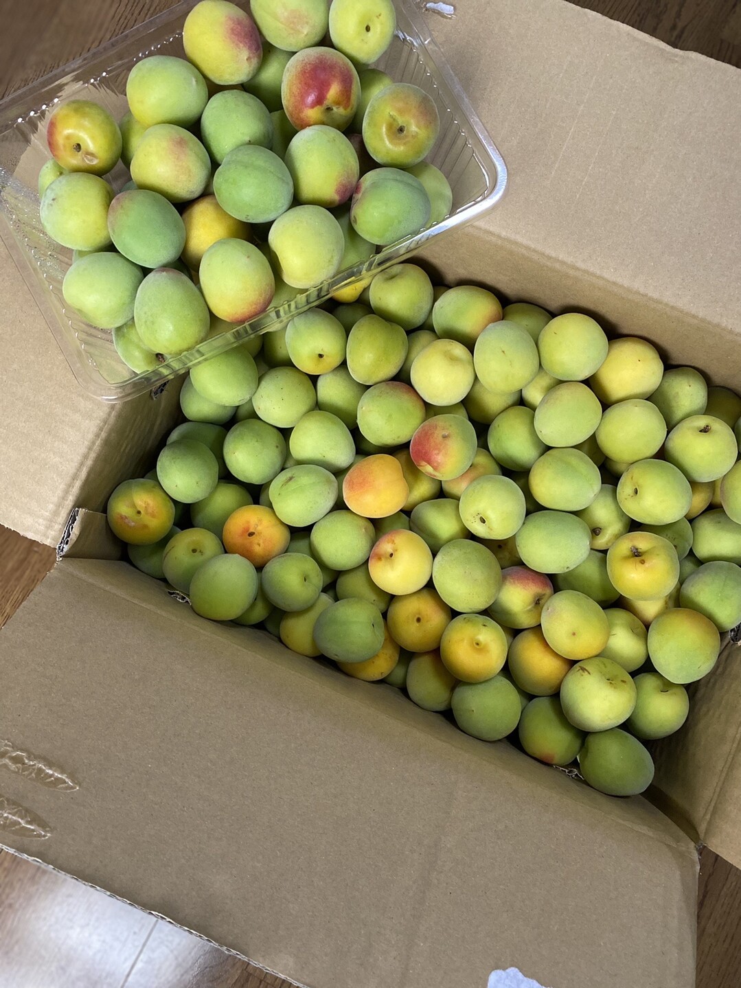 今年も梅干し10Kg、梅酒2Kg 山行き... / ようこさんのモーメント | YAMAP / ヤマップ