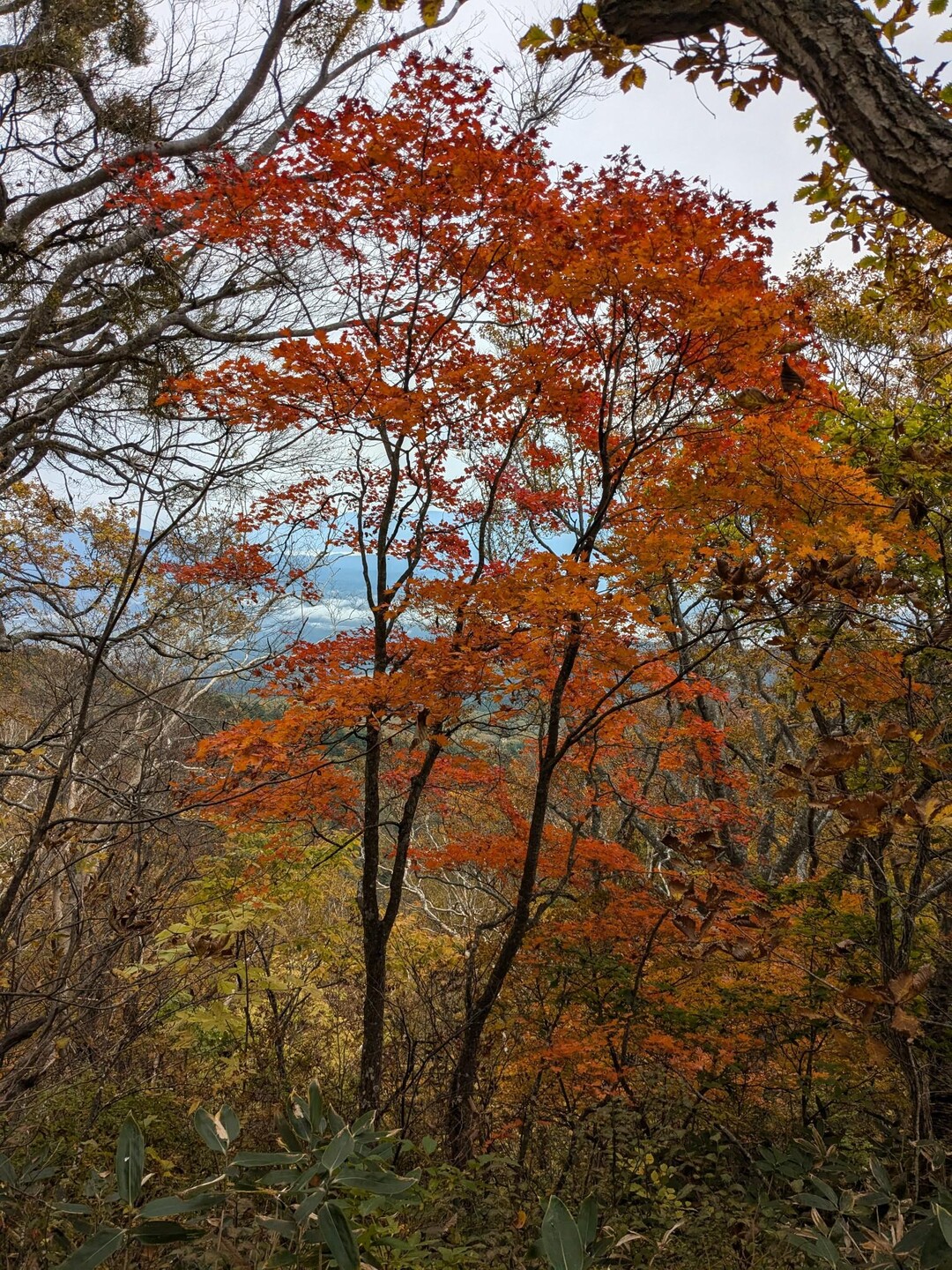 飯縄山（飯綱山）・霊仙寺山 / yasu1979さんの飯縄山の活動データ | YAMAP / ヤマップ