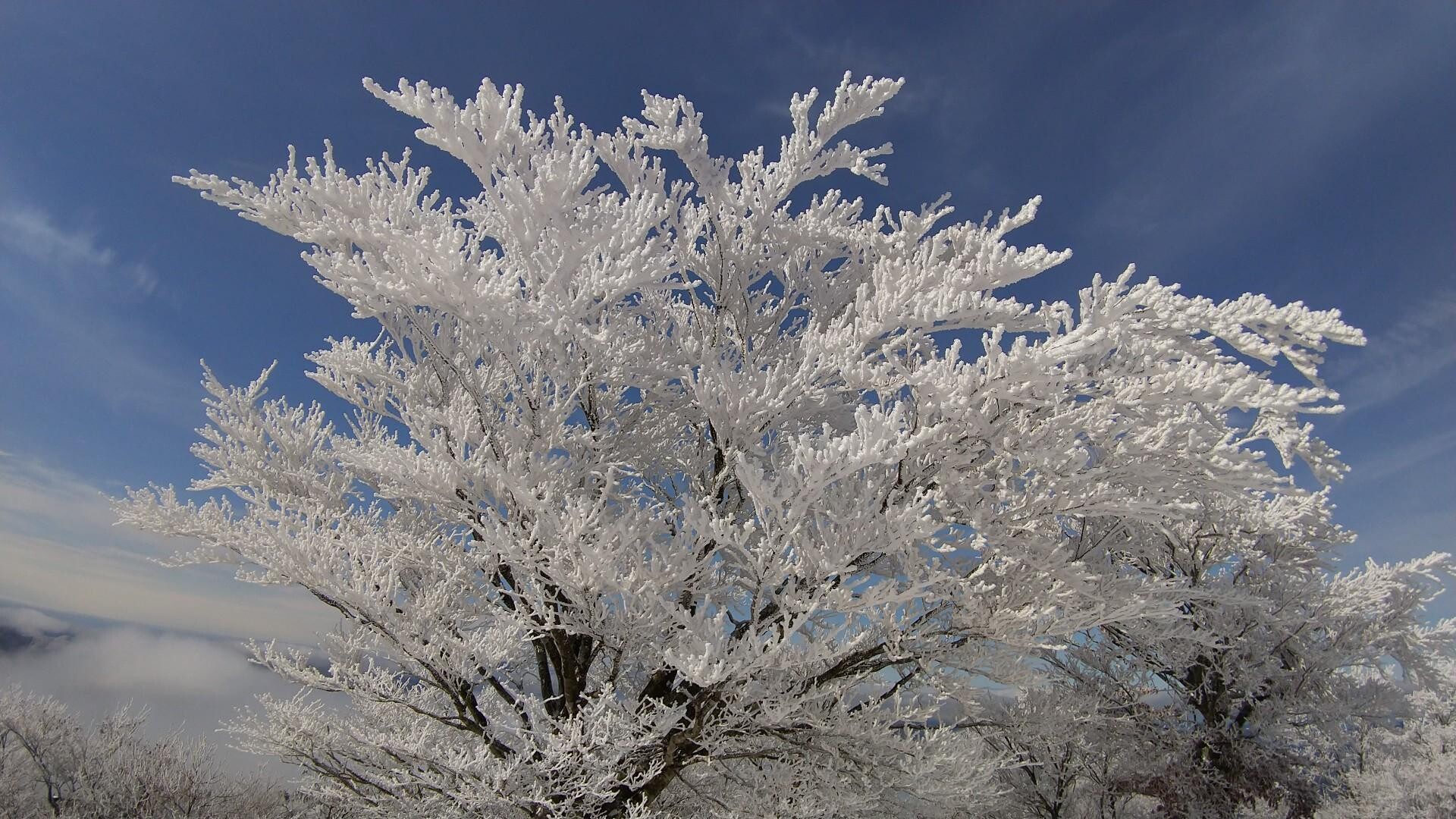国見ブル💙ーと霧氷 ️に会いたくて… / sumiさんの国見山の活動データ | YAMAP / ヤマップ
