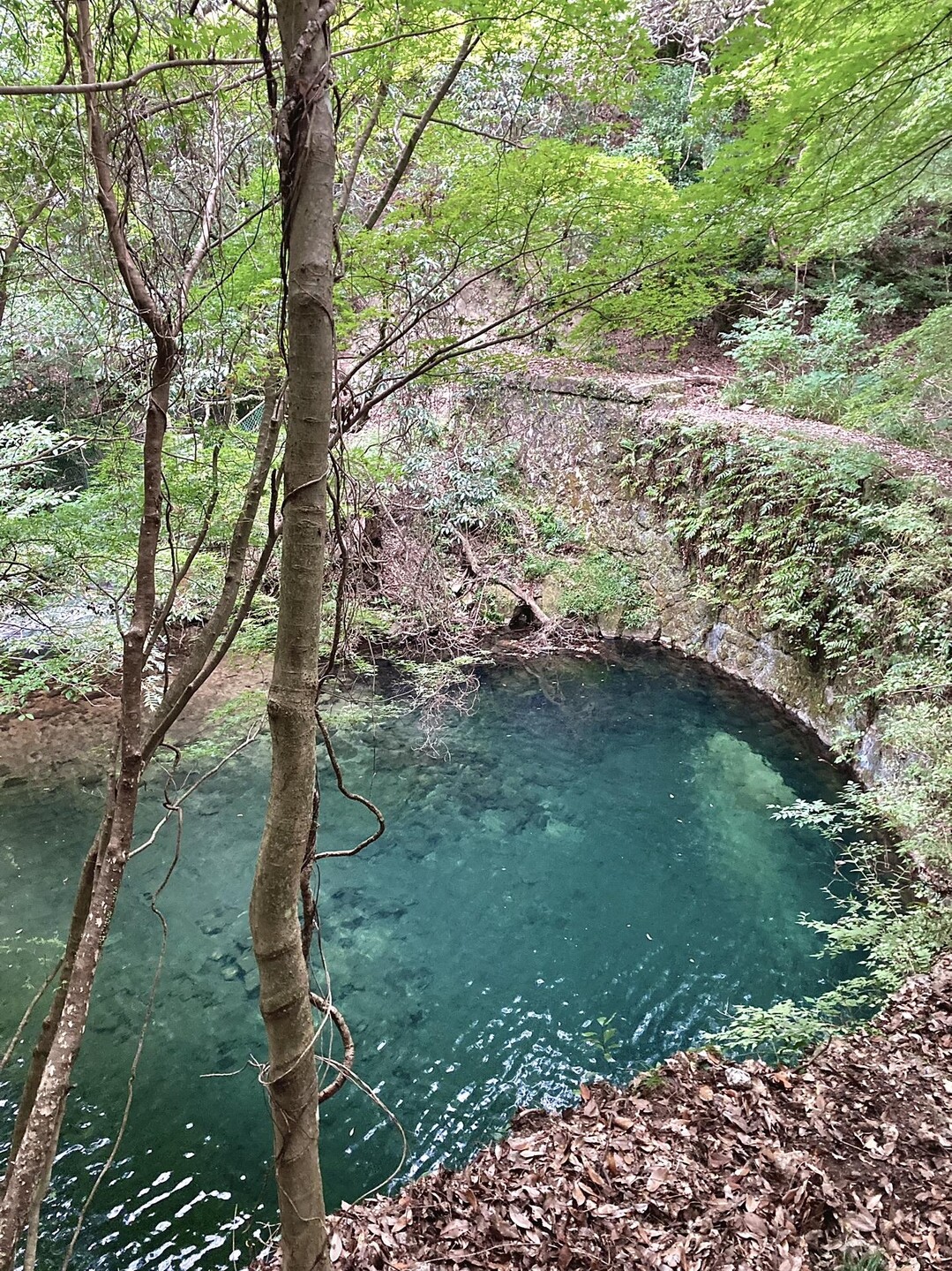 トゥエンティクロスをゆったりハイキング / chieさんの六甲山・長峰山・摩耶山の活動データ | YAMAP / ヤマップ