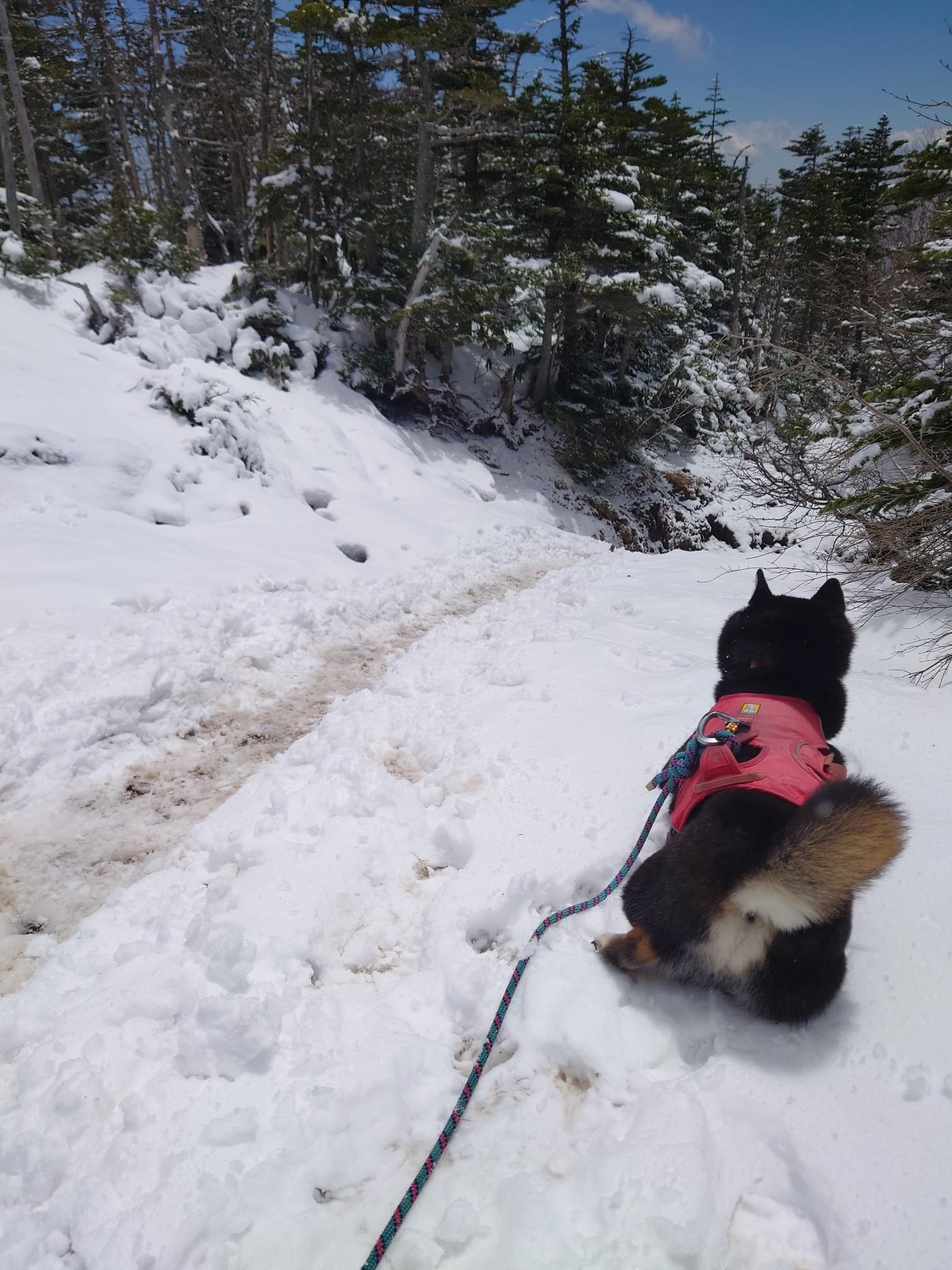 2020-04-29 GW Day4 迷った末に男体山 / namastejiroさんの男体山の活動データ | YAMAP / ヤマップ