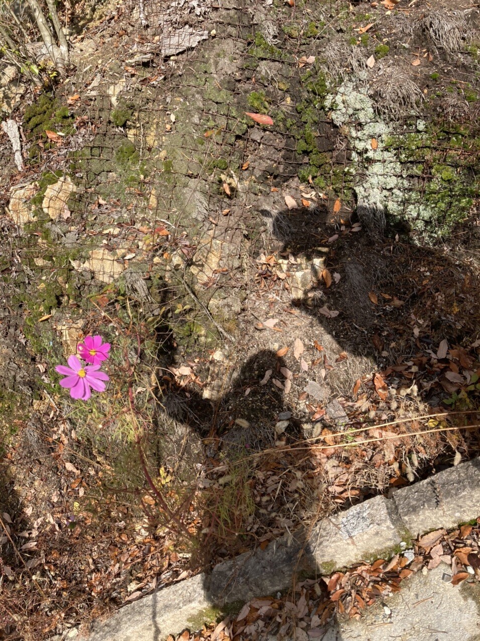 yakkoのページ | YAMAP / ヤマップ