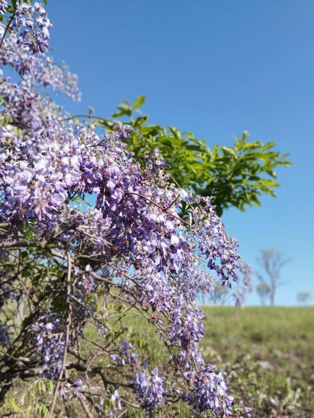 シャクナゲ谷は見頃を過ぎても次の季節に期待高まる猟師岳・猟師山南峰・合頭山 / miho.sさんの九重山（久住山）・大船山・星生山の活動データ | YAMAP / ヤマップ