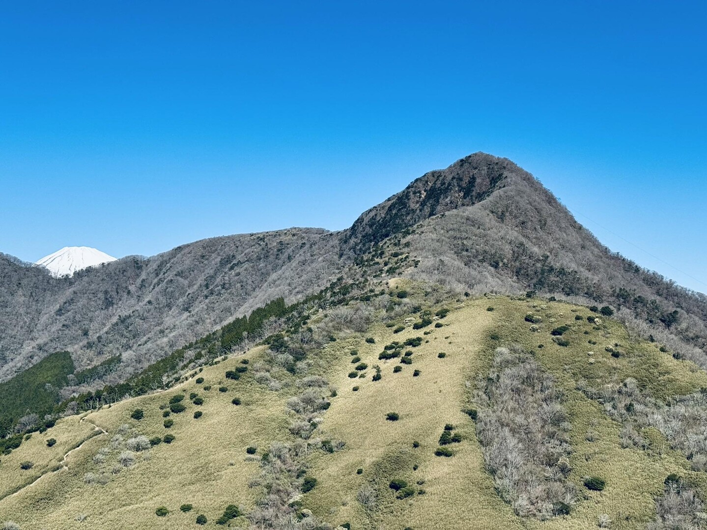 春 ぽかぽか陽気の明神ヶ岳 with金時山ピストン 箱根外輪山 / SS Mt.さんの金時山・明神ヶ岳の活動データ | YAMAP / ヤマップ