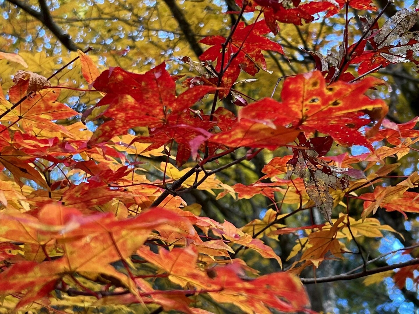 もう、紅葉も終わりですね🍁🥲金剛山 / moboさんの金剛山・二上山・大和葛城山の活動データ | YAMAP / ヤマップ