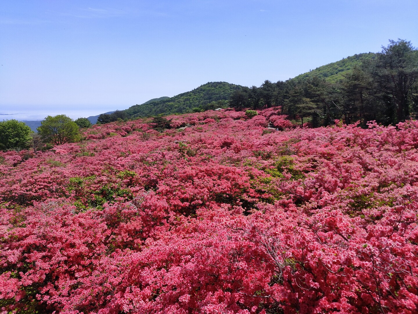 徳仙丈山、田束山 ツツジ満開でした。 / たびさんのモーメント | YAMAP / ヤマップ