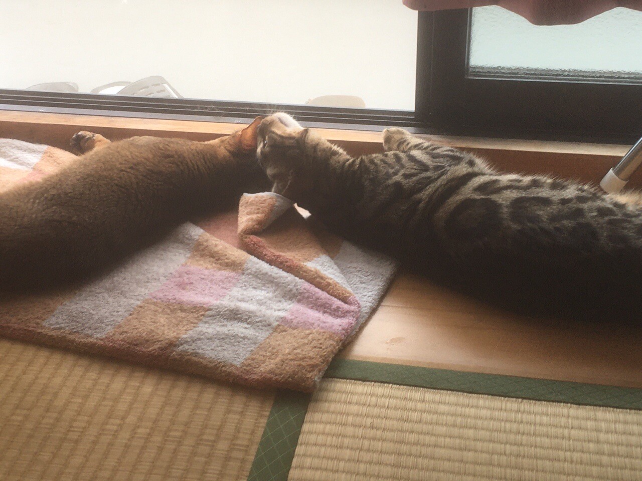 くぅ〜とベンは仲良しなんだけどみぃ〜とは... / kaoruさんのモーメント | YAMAP / ヤマップ