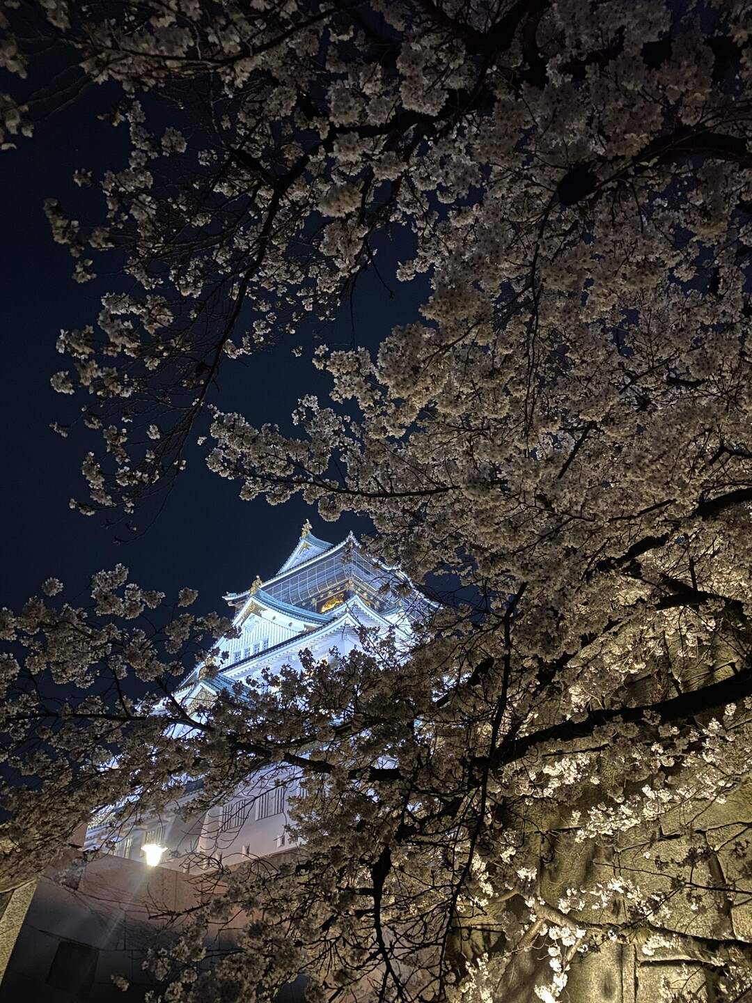 大阪城夜桜🌸 / varaderoさんの大阪市の活動データ | YAMAP / ヤマップ
