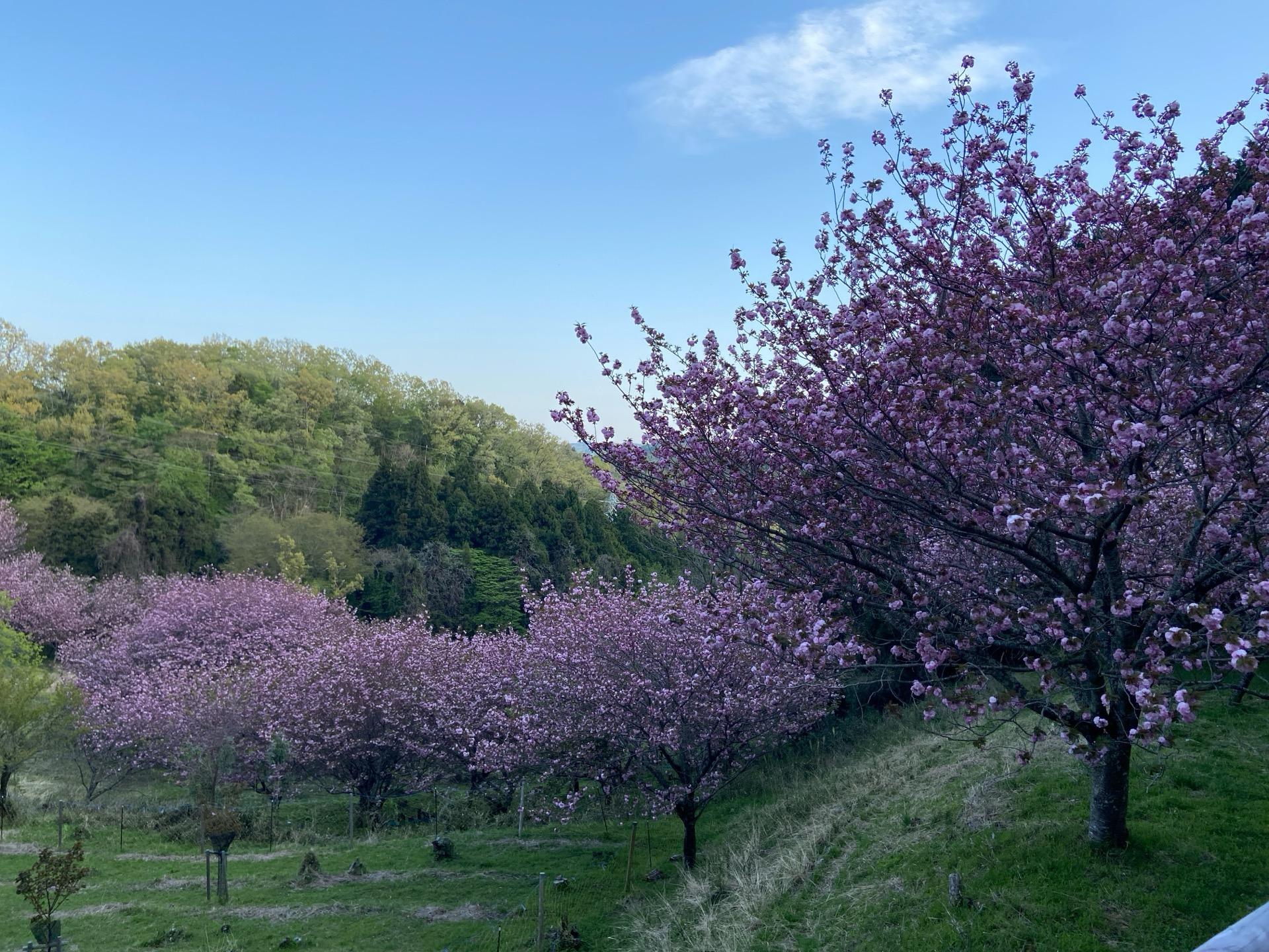 頭高山の八重桜 / goqooさんの八国見山・頭高山の活動日記 | YAMAP / ヤマップ