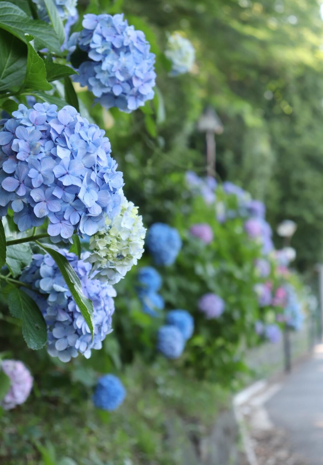 仕事で王子に行ったので線路沿いの 紫陽花... / TAEさんのモーメント | YAMAP / ヤマップ