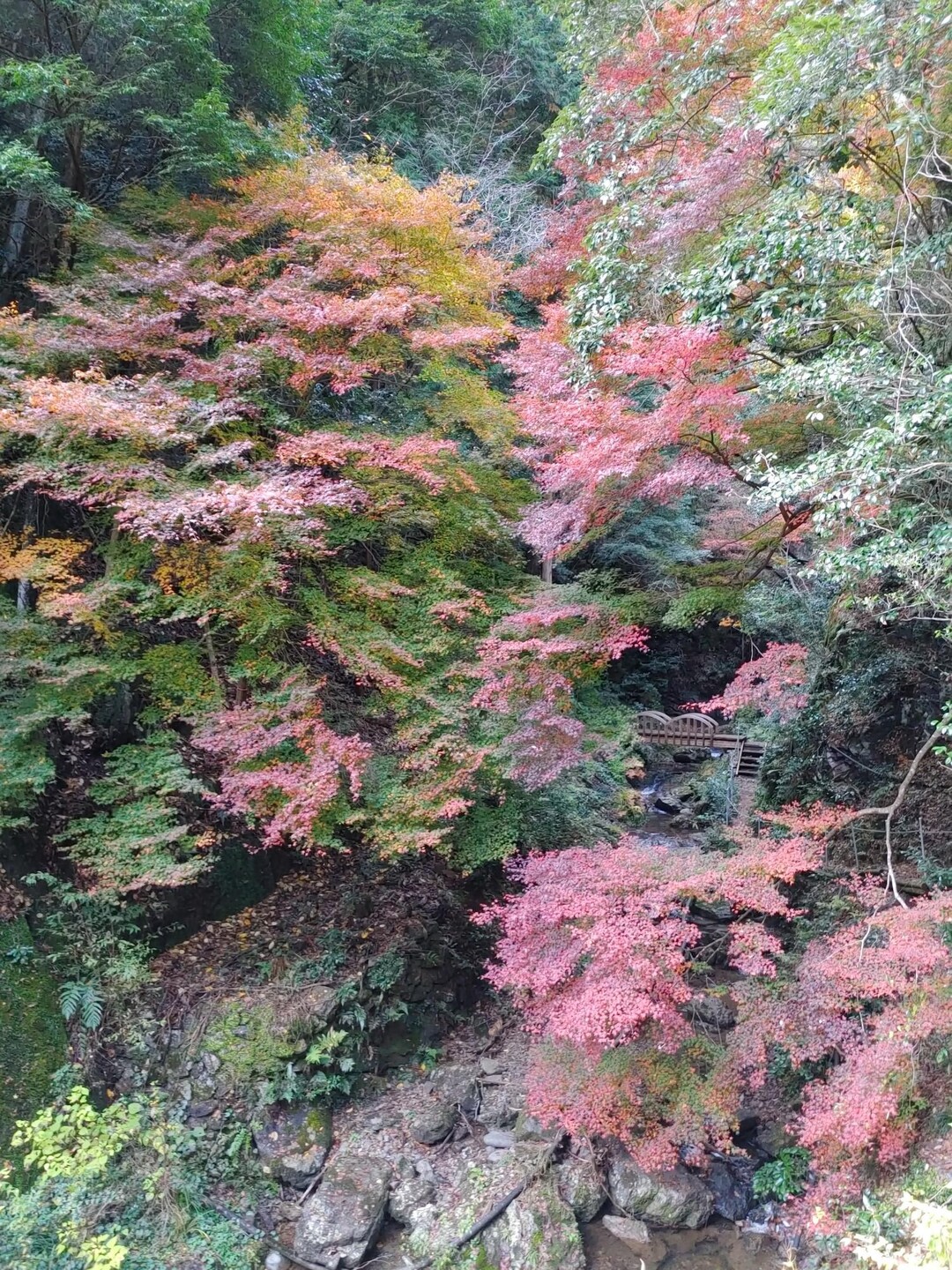 R4 11 24(木)納古山・遠見山・南天の滝下山 / むらの山ちゃんさんの納古山の活動データ | YAMAP / ヤマップ