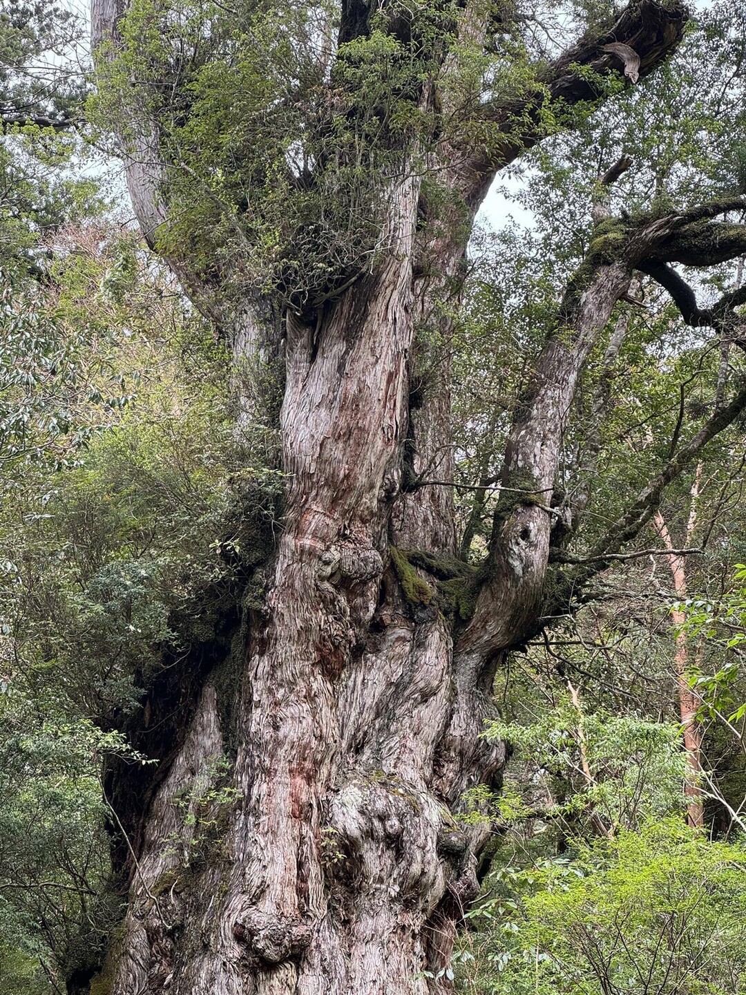 屋久島・荒川登山口から縄文杉往復-2024-04-04 / lunarianさんの屋久島・宮之浦岳の活動データ | YAMAP / ヤマップ