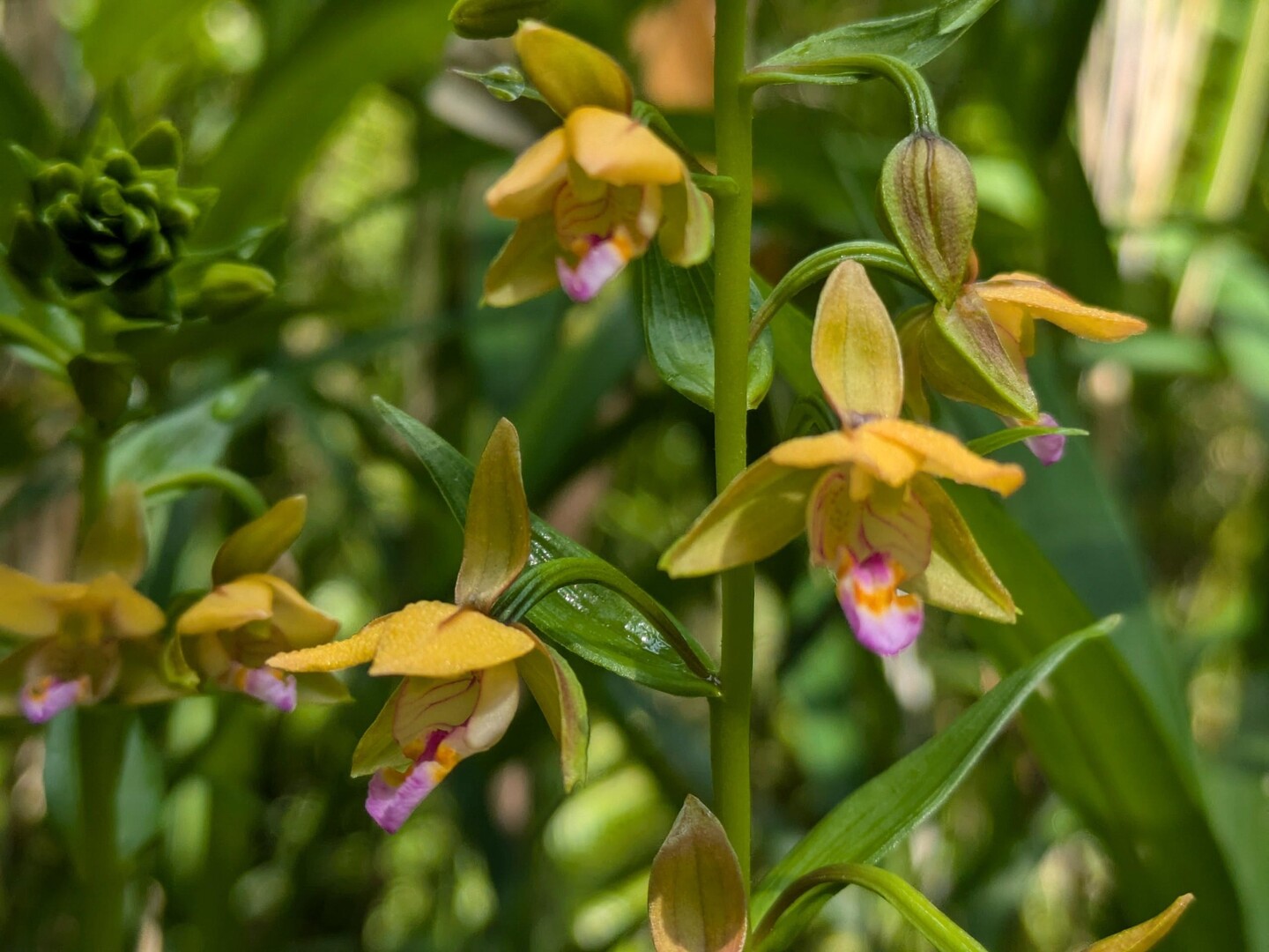 竜王山・鏡山 / Izumi.Kさんの三上山・鏡山の活動データ | YAMAP / ヤマップ