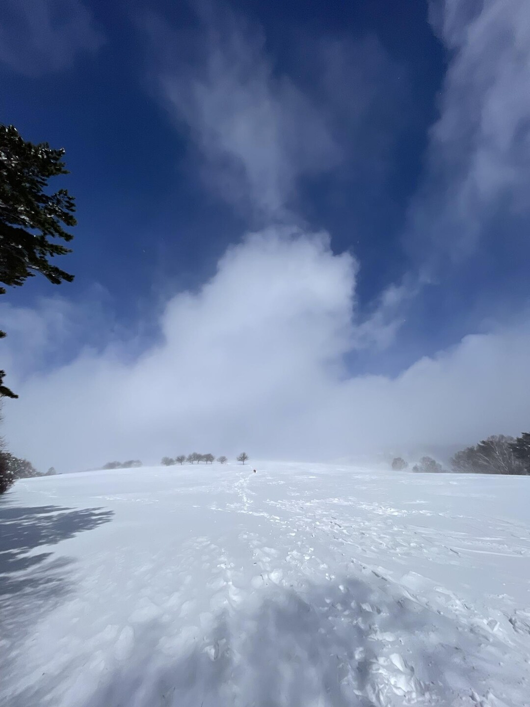 四阿山を目指すも菅平牧場 / R-L-Rさんの四阿山・根子岳の活動データ | YAMAP / ヤマップ