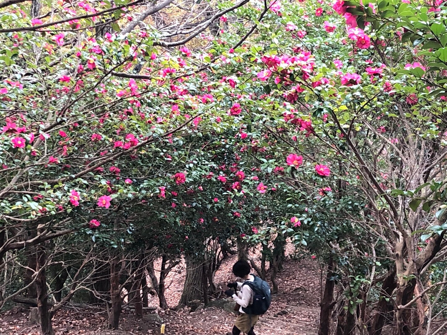 kcoさんの投稿したフィールドメモ | YAMAP / ヤマップ