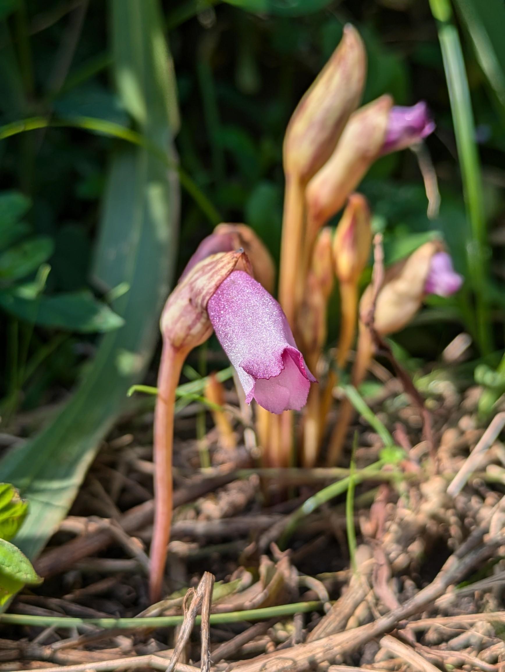 公園のナンバンギセル。 今年は探さなく... / ashさんのモーメント | YAMAP / ヤマップ