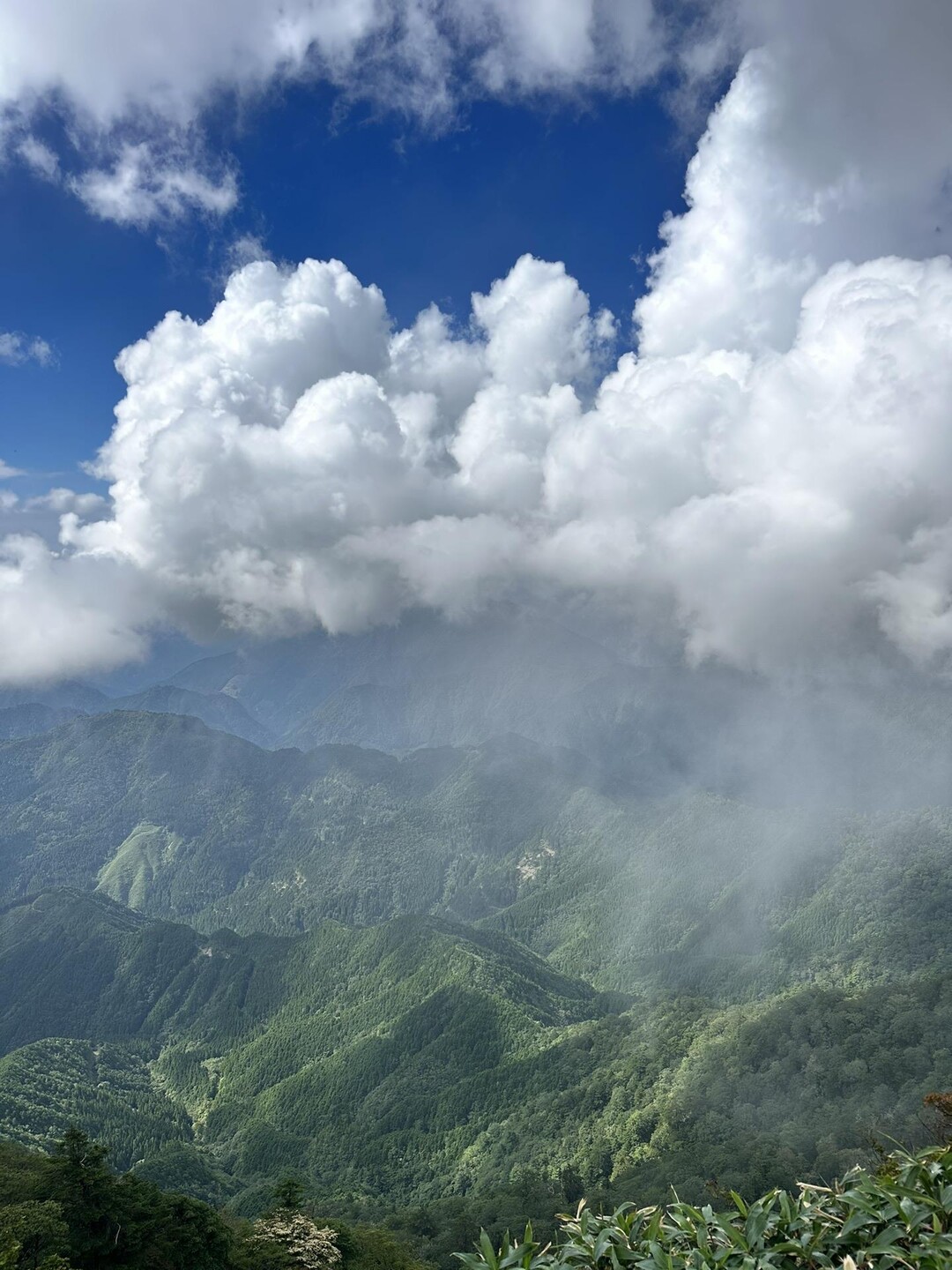 高知県独立峰の最高峰 in 手箱山 / shuyaさんの筒上山・手箱山の活動データ | YAMAP / ヤマップ