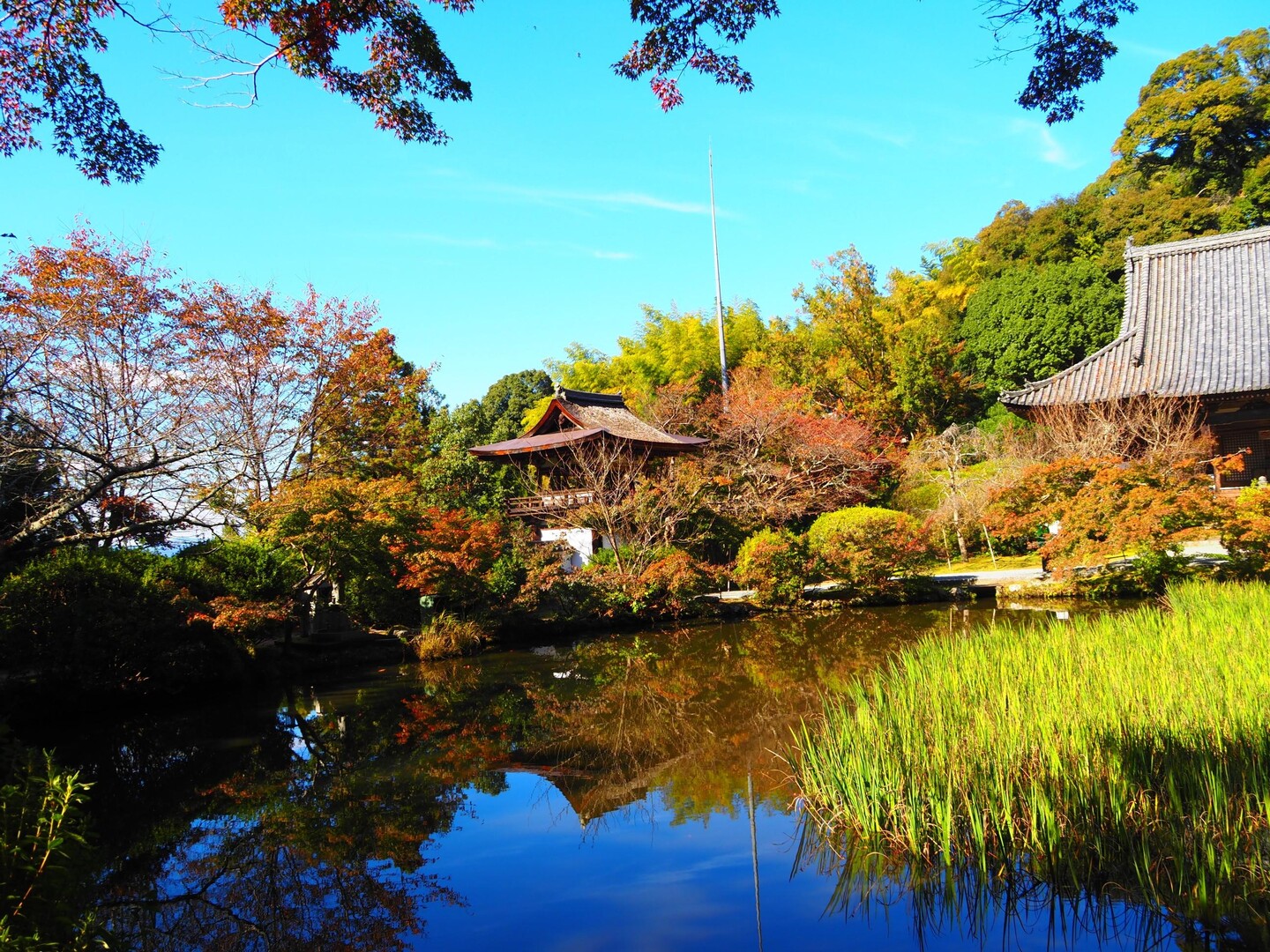 ねこの寺。 奈良県天理市の長岳寺。 紅葉... / maboさんのモーメント | YAMAP / ヤマップ