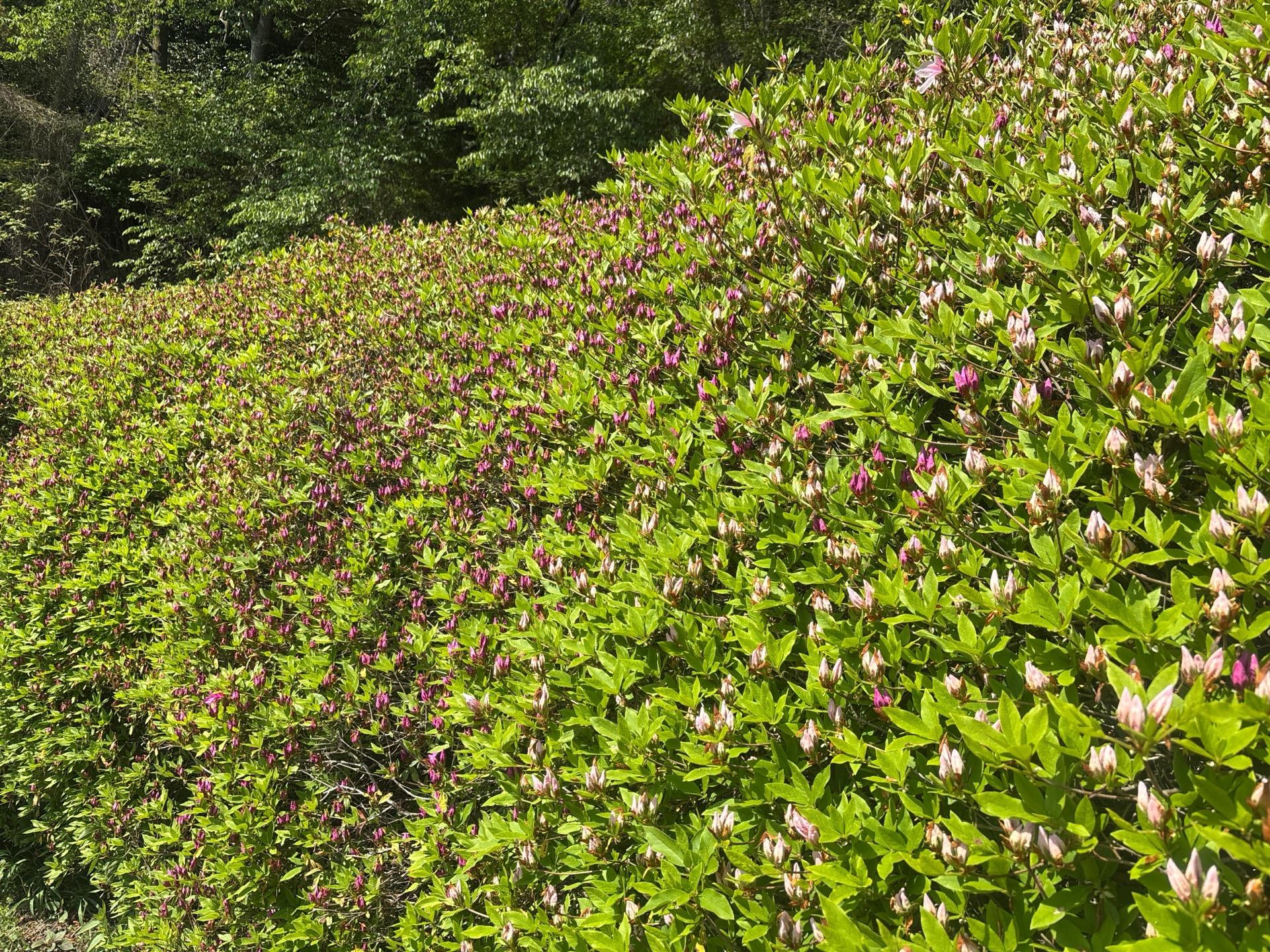 私は山派バイクもYAMAHAさんの投稿したフィールドメモ | YAMAP / ヤマップ
