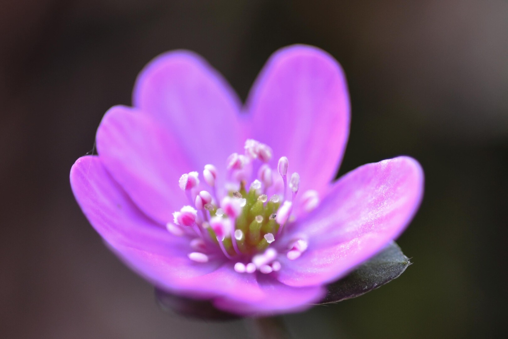 花記録『小松憩いの森』 / toshi0113さんの清水山・茶臼山・木場潟の活動日記 | YAMAP / ヤマップ