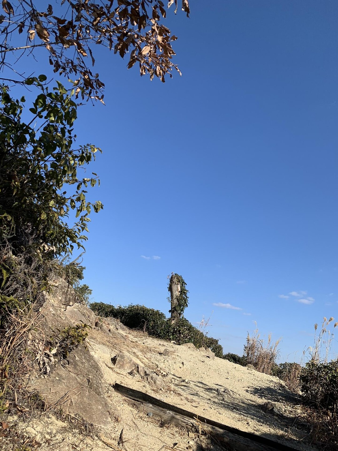 愛宕山 ウォーキング-2025-01-16 / YMO.Kさんのウォーキングの活動データ | YAMAP / ヤマップ