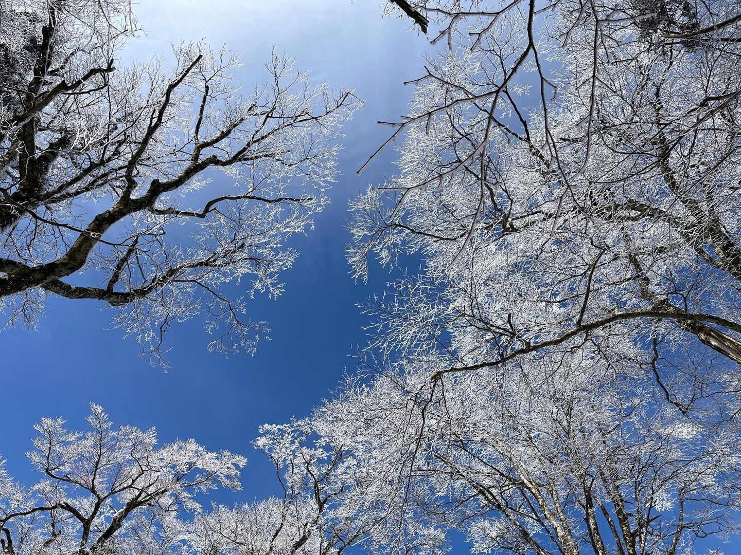 土滝山・吉和冠山・寂地山 / pinさんの吉和冠山（安芸冠山）・広高山・寂地山の活動データ | YAMAP / ヤマップ