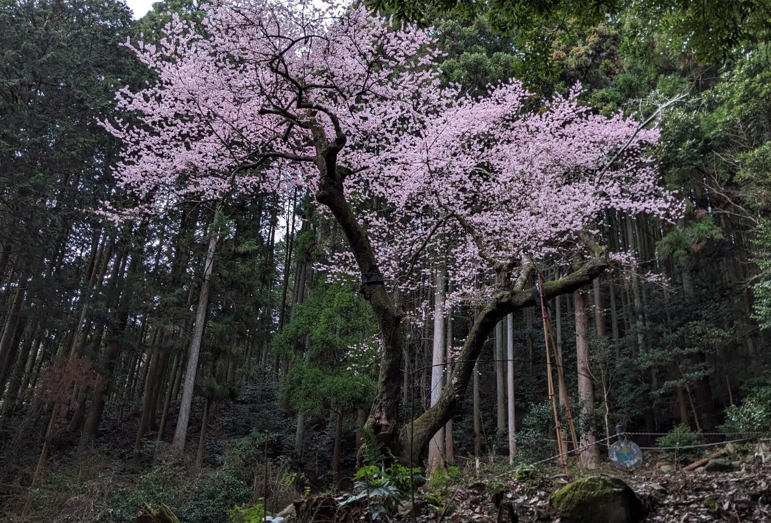 虎尾桜見物No.4 03-31 / tonnoさんの福智山・尺岳・雲取山の活動データ | YAMAP / ヤマップ