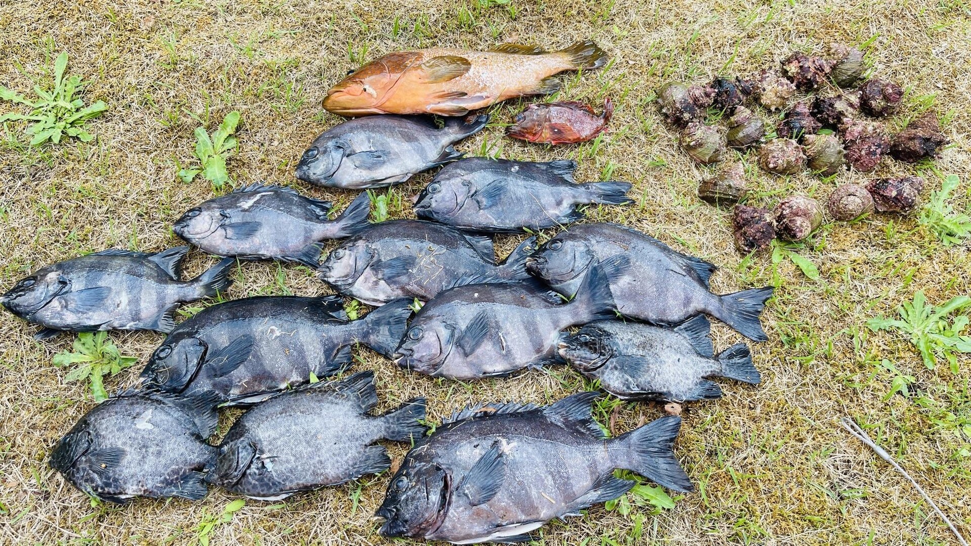 突きっぷ@福井DE海抜-10m活動 / Nikoさんのランニングの活動日記 | YAMAP / ヤマップ