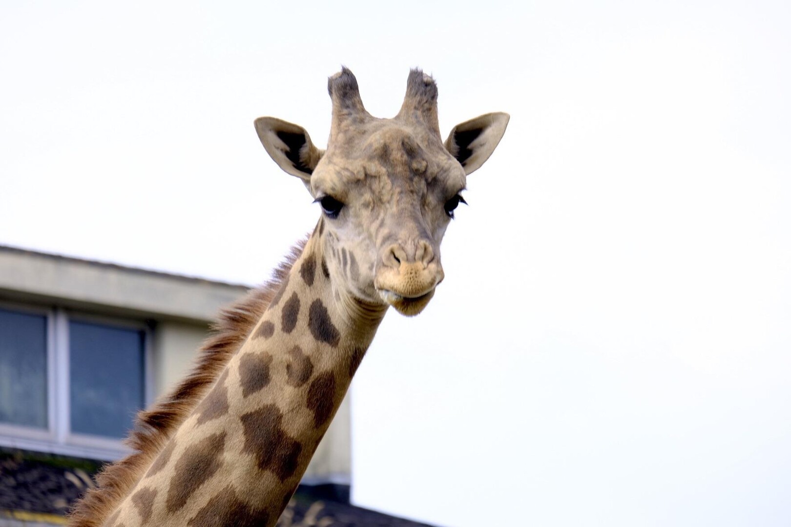 江津湖散歩🐾 / Mihoさんの熊本市（南エリア）の活動データ | YAMAP / ヤマップ