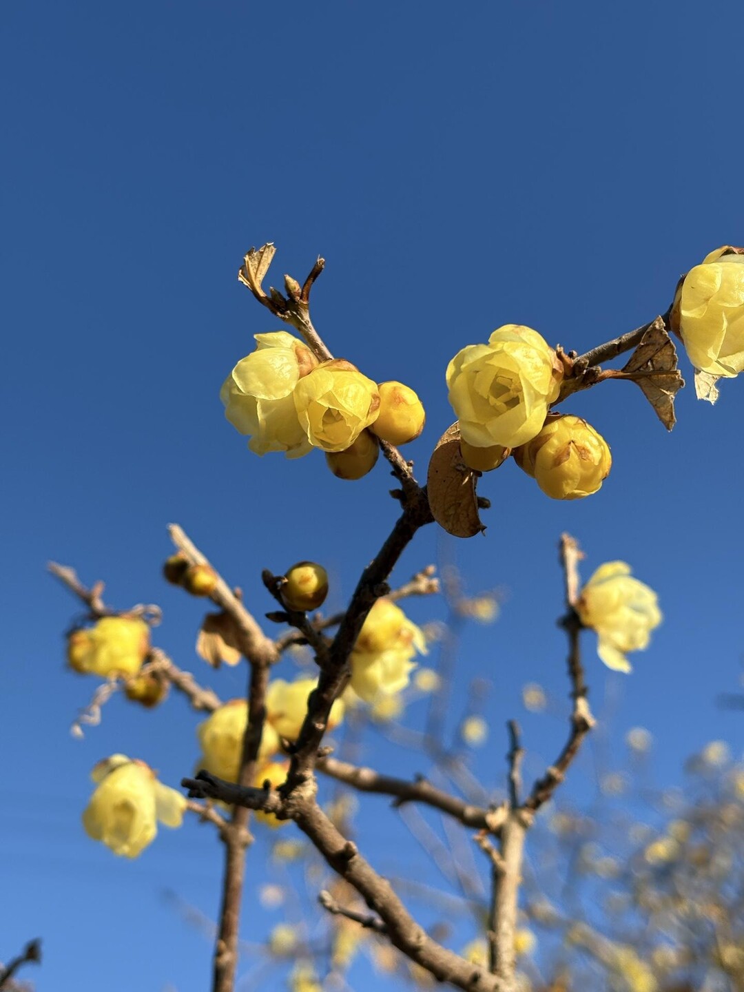 山の手会館周辺 蝋梅の小径 蝋梅と水仙2... / akeppさんのモーメント | YAMAP / ヤマップ