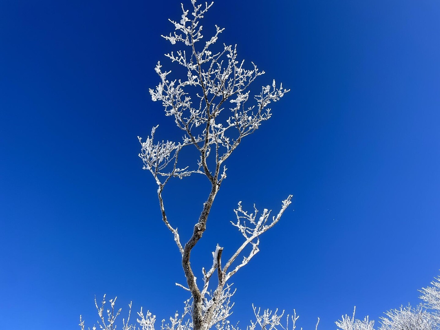 雪山トレーニングin明神平 / RIKU🐕‍🦺 &Jun さんの桧塚奥峰・明神岳・薊岳の活動データ | YAMAP / ヤマップ