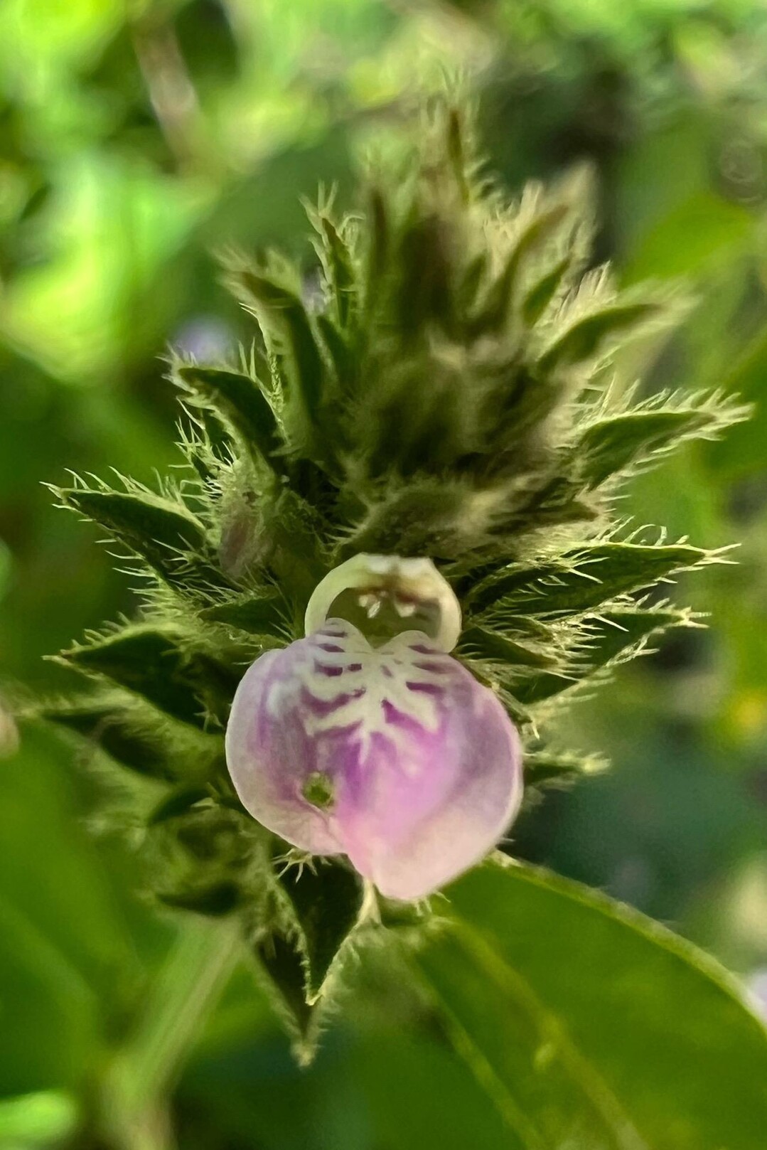 毎日、毎日暑すぎ⚠️ キツネのマゴ、完... / KOZO.Mさんのモーメント | YAMAP / ヤマップ