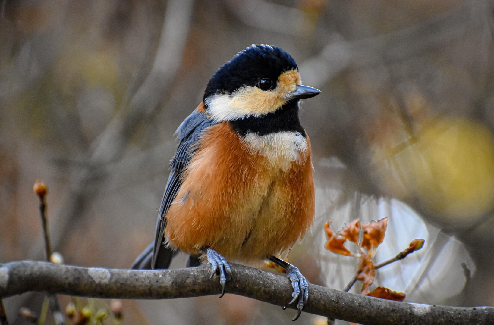 城山(鳥活25) / yasuさんの松倉山・原山の活動データ | YAMAP / ヤマップ