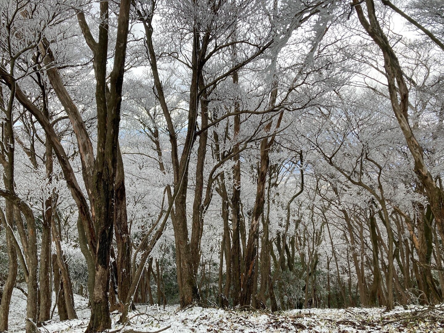 高畑山東峰・高畑山 / ひろりんさんの高畑山・那須ヶ原山・油日岳の活動データ | YAMAP / ヤマップ