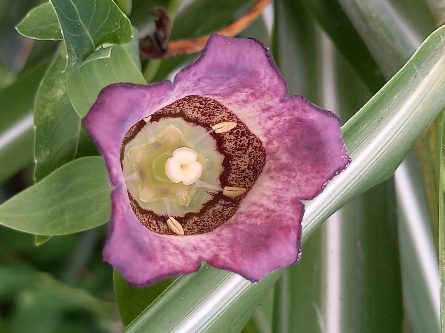 基山・北峰（北帝）・基山東峰 / Norikaさんの天拝山・基山の活動データ | YAMAP / ヤマップ
