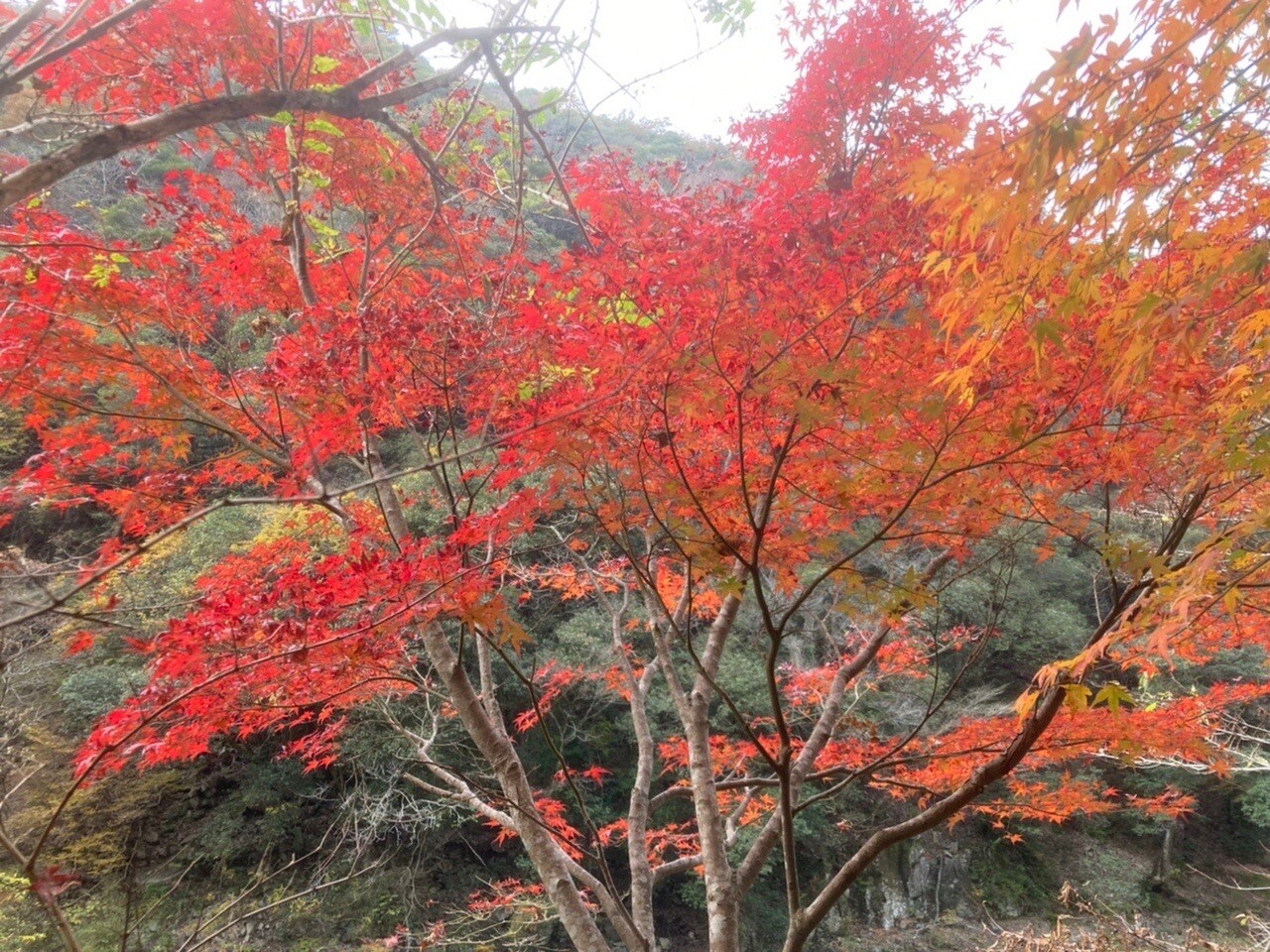福知山線廃線敷ハイキング（再び）-2021-11-21 / MAMIさんの中山・大峰山の活動データ | YAMAP / ヤマップ