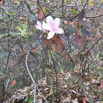 fuminのページ | YAMAP / ヤマップ