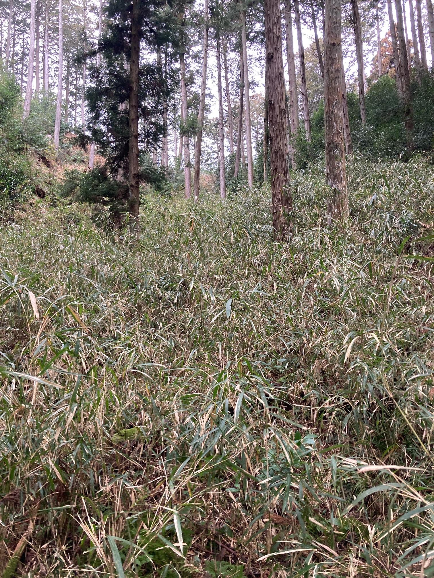 天狗ヶ城・大黒山-2024-02-18 / 山旅犬🐶ロマチッチ lomachicciさんの天狗ヶ城・大黒山の活動データ | YAMAP / ヤマップ